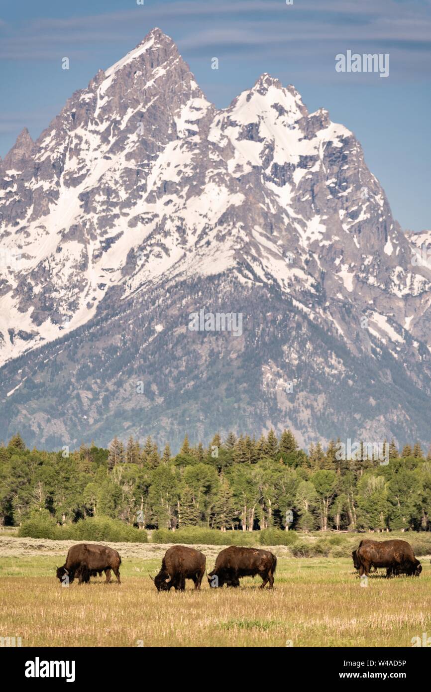 A herd of North American Bison graze in the grasslands along Elk Ranch ...