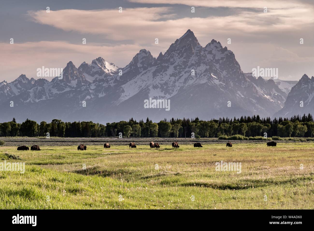A herd of North American Bison graze in the grasslands along Elk Ranch ...
