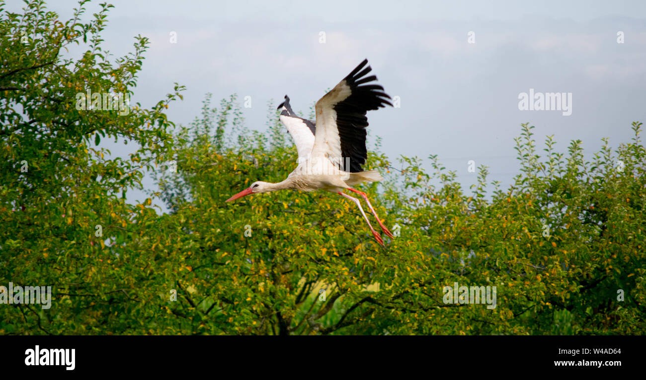 Storch storch storch storch hi-res stock photography and images - Alamy