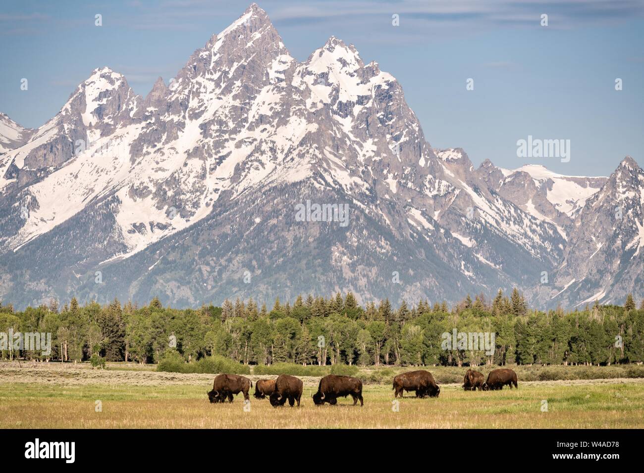 A herd of North American Bison graze in the grasslands along Elk Ranch ...