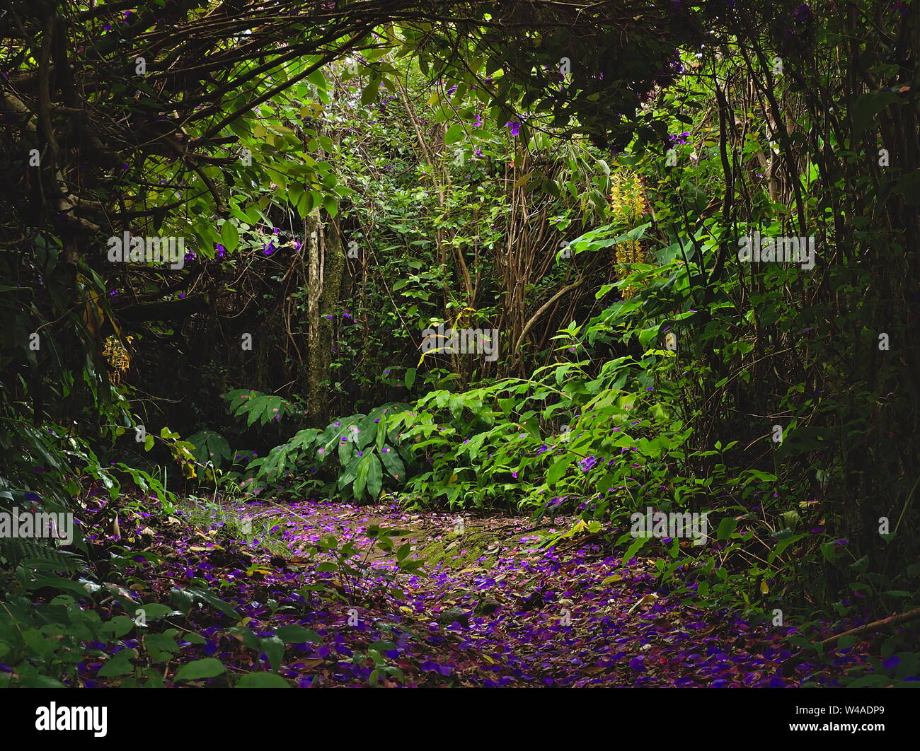 Petals path in the forest in Reunion Island. Purple petals covering the ...
