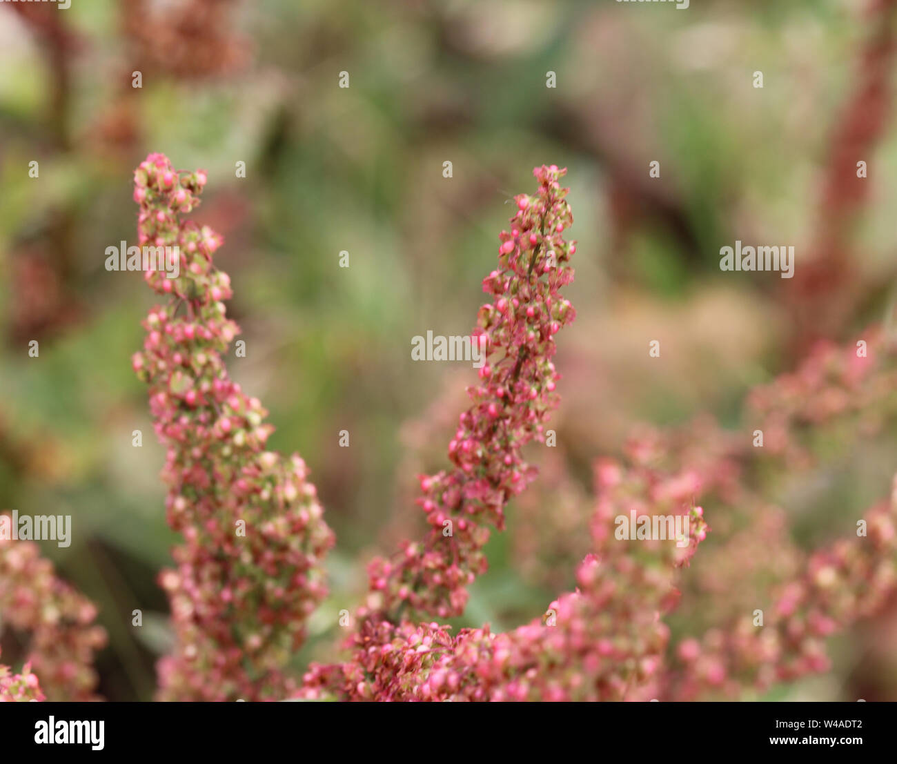 close up of Rumex acetosella, commonly known as red sorrel, sheep's ...