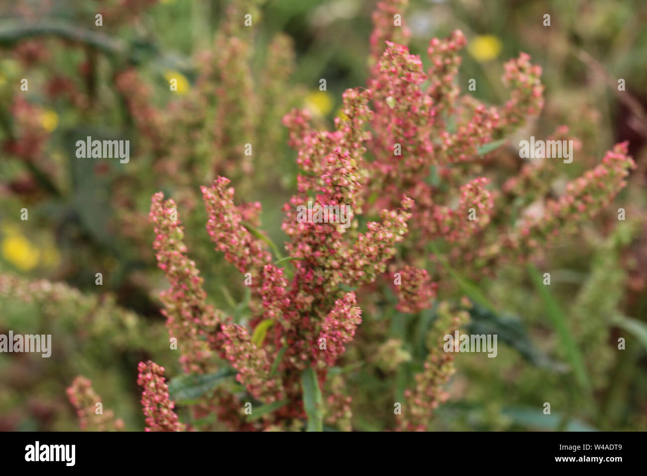 close up of Rumex acetosella, commonly known as red sorrel, sheep's ...