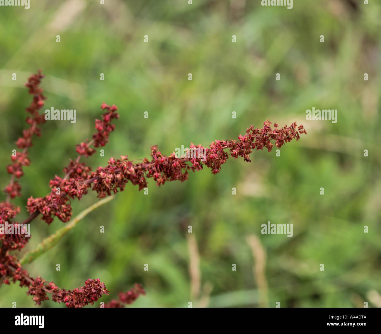 Sour weed hi-res stock photography and images - Alamy