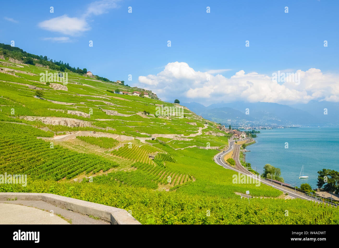 Amazing terraced vineyards on slopes by Geneva Lake in Switzerland ...