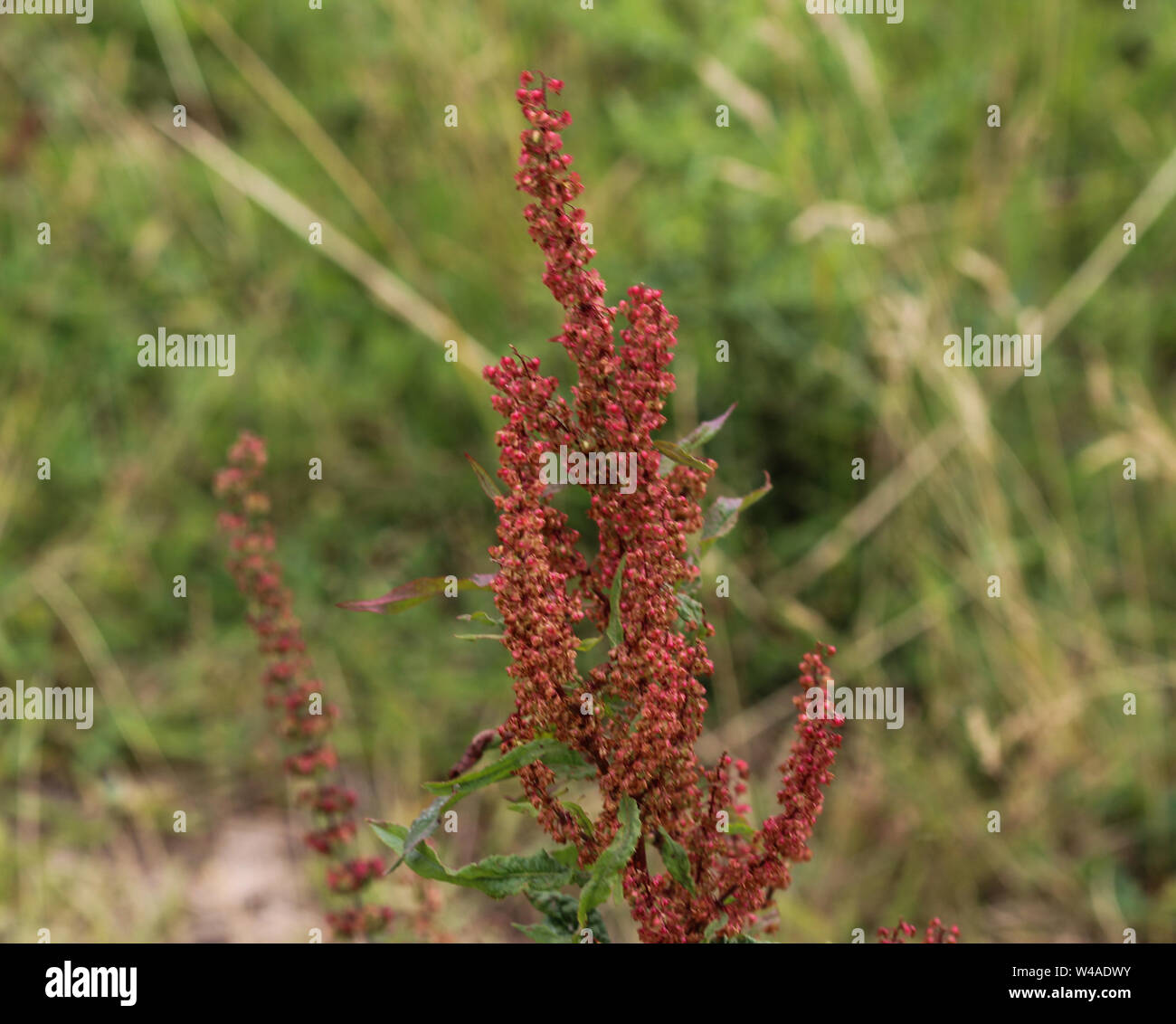 close up of Rumex acetosella, commonly known as red sorrel, sheep's ...