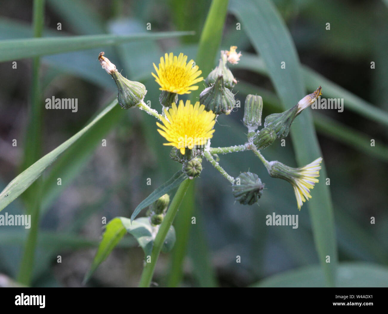 close up of Sonchus asper, also commonly known as the prickly sow ...