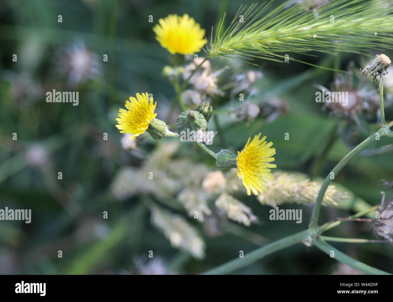 Asper grass hi-res stock photography and images - Alamy
