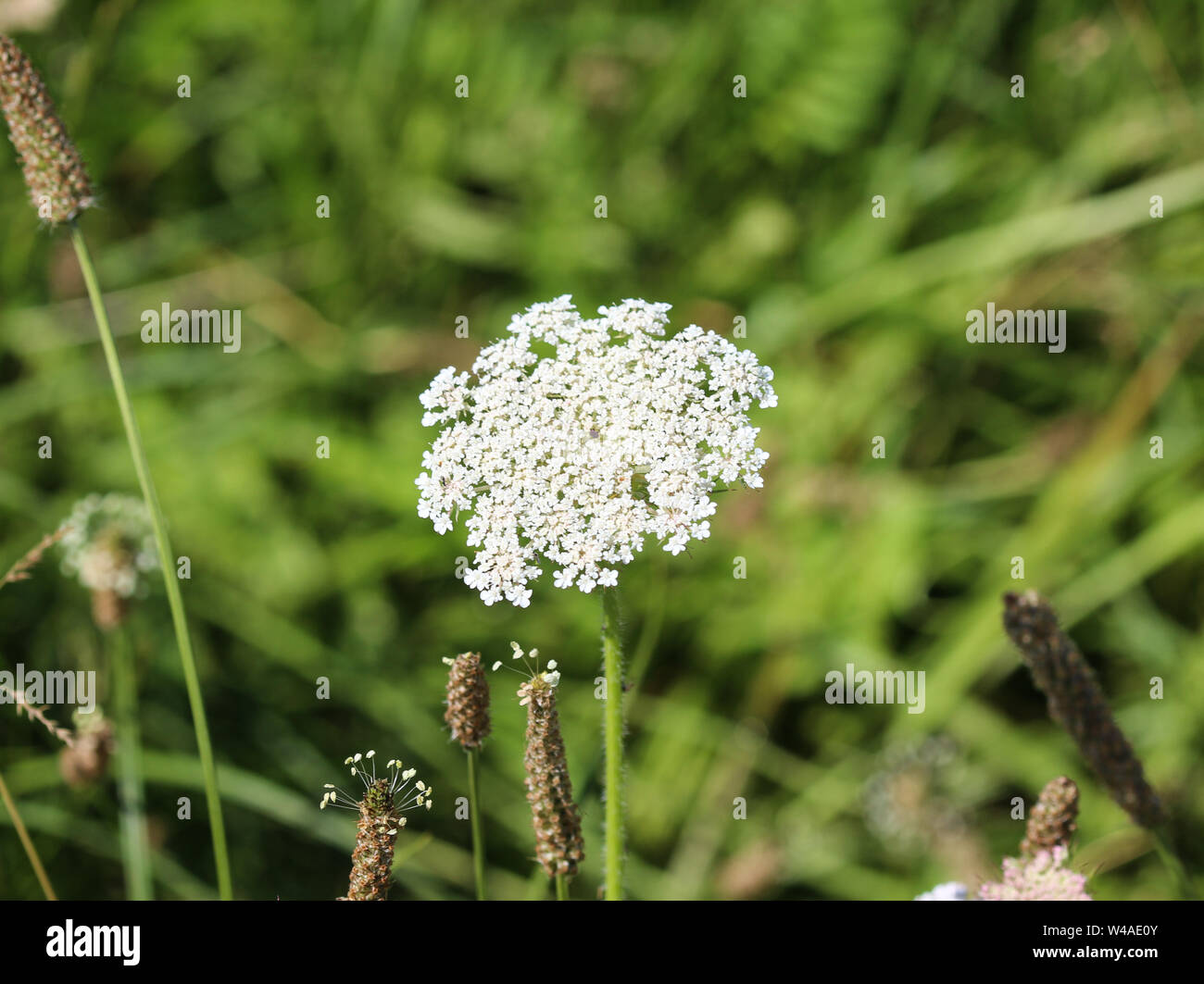 close up of Daucus carota, whose common names include wild carrot, bird ...