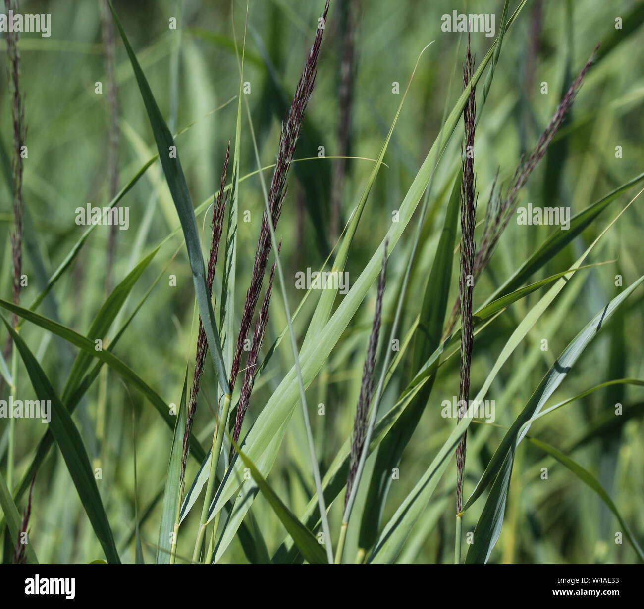 close up of Carex acutiformis, the lesser pond-sedge Stock Photo - Alamy