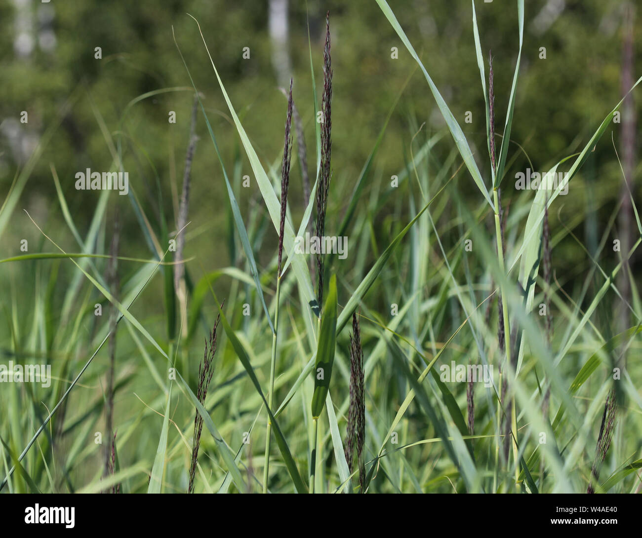 close up of Carex acutiformis, the lesser pond-sedge Stock Photo - Alamy