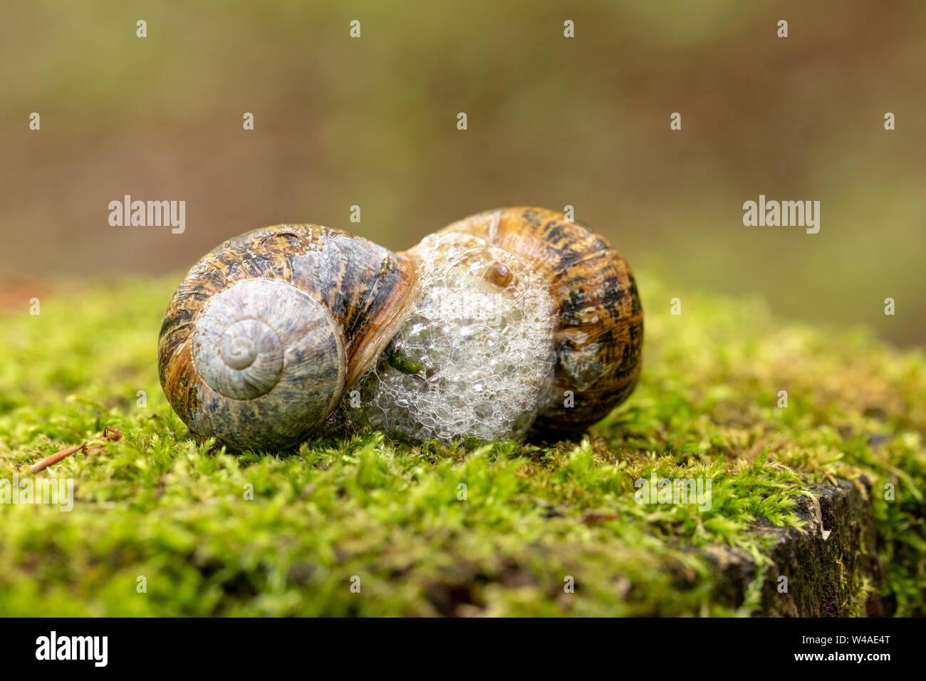 Common garden snails (Cornu aspersum) slime frothing whilst breeding ...