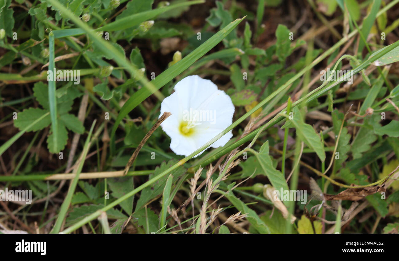 Wild purple bindweed hi-res stock photography and images - Alamy