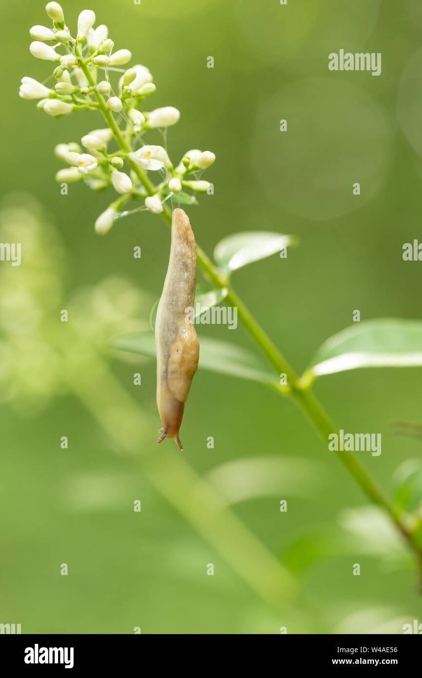 Grey field slug deroceras reticulatum hi-res stock photography and ...