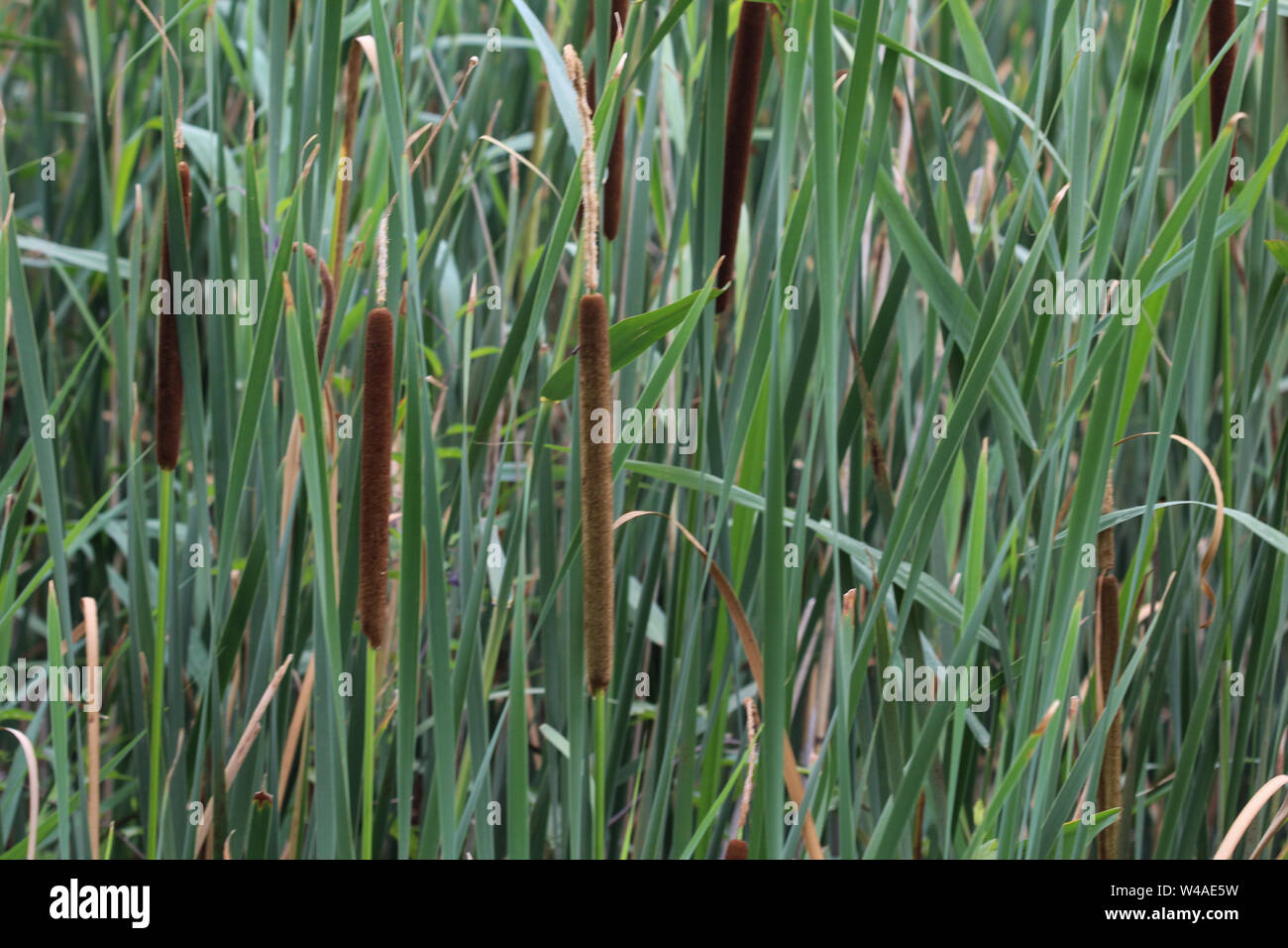 Lesser bulrush typha angustifolia brown hi-res stock photography and ...