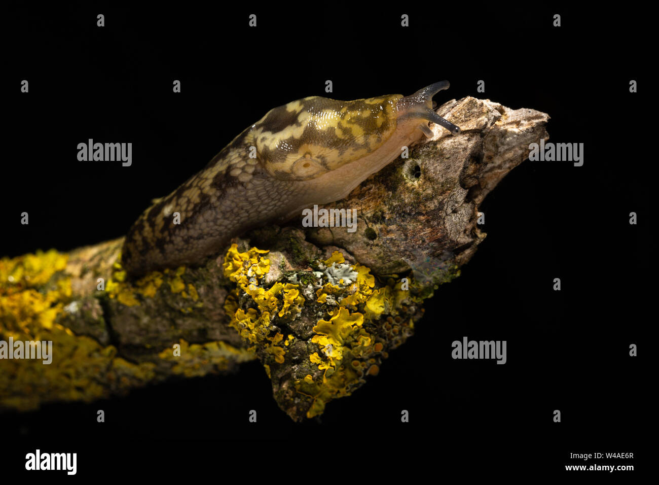 Green cellar slug (Limacus maculatus) climbing a branch at night Stock ...