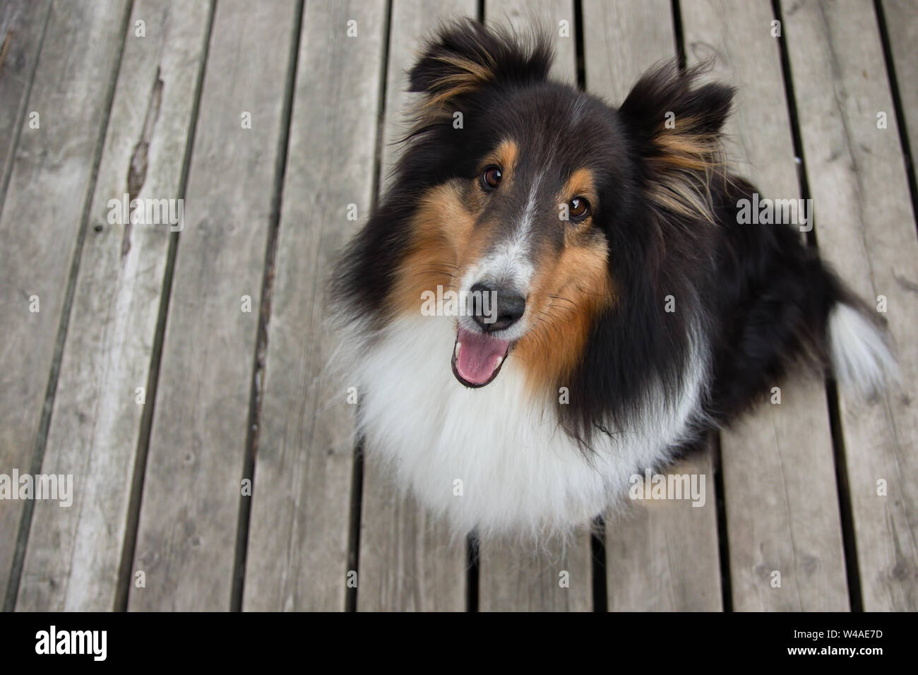 Shetland Sheepdog Pet Looking Up with Tongue Out Stock Photo - Alamy