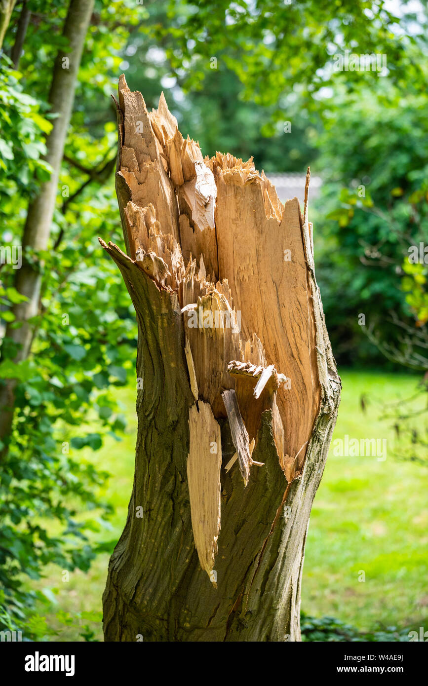 An old tree that was damaged in a storm Stock Photo - Alamy