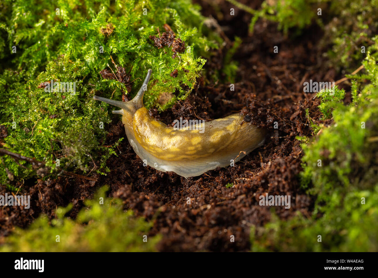 Yellow cellar slug (Limacus flavus) digging up through the soil, slug ...