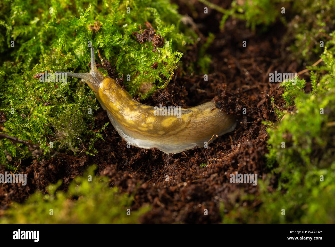 Yellow cellar slug (Limacus flavus) digging up through the soil, slug ...