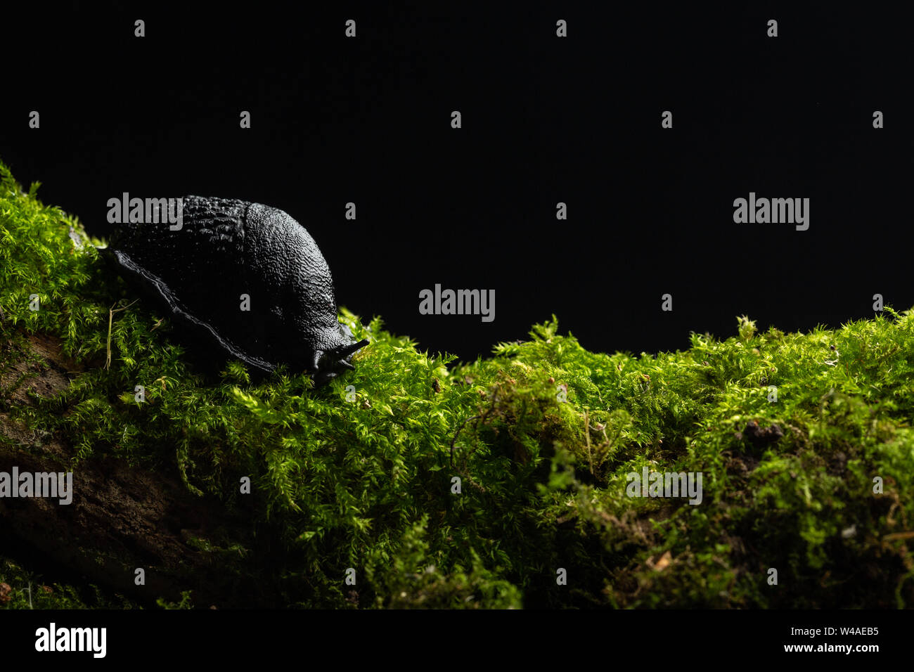 Large black slug (Arion ater) on a mossy branch at night, low key ...