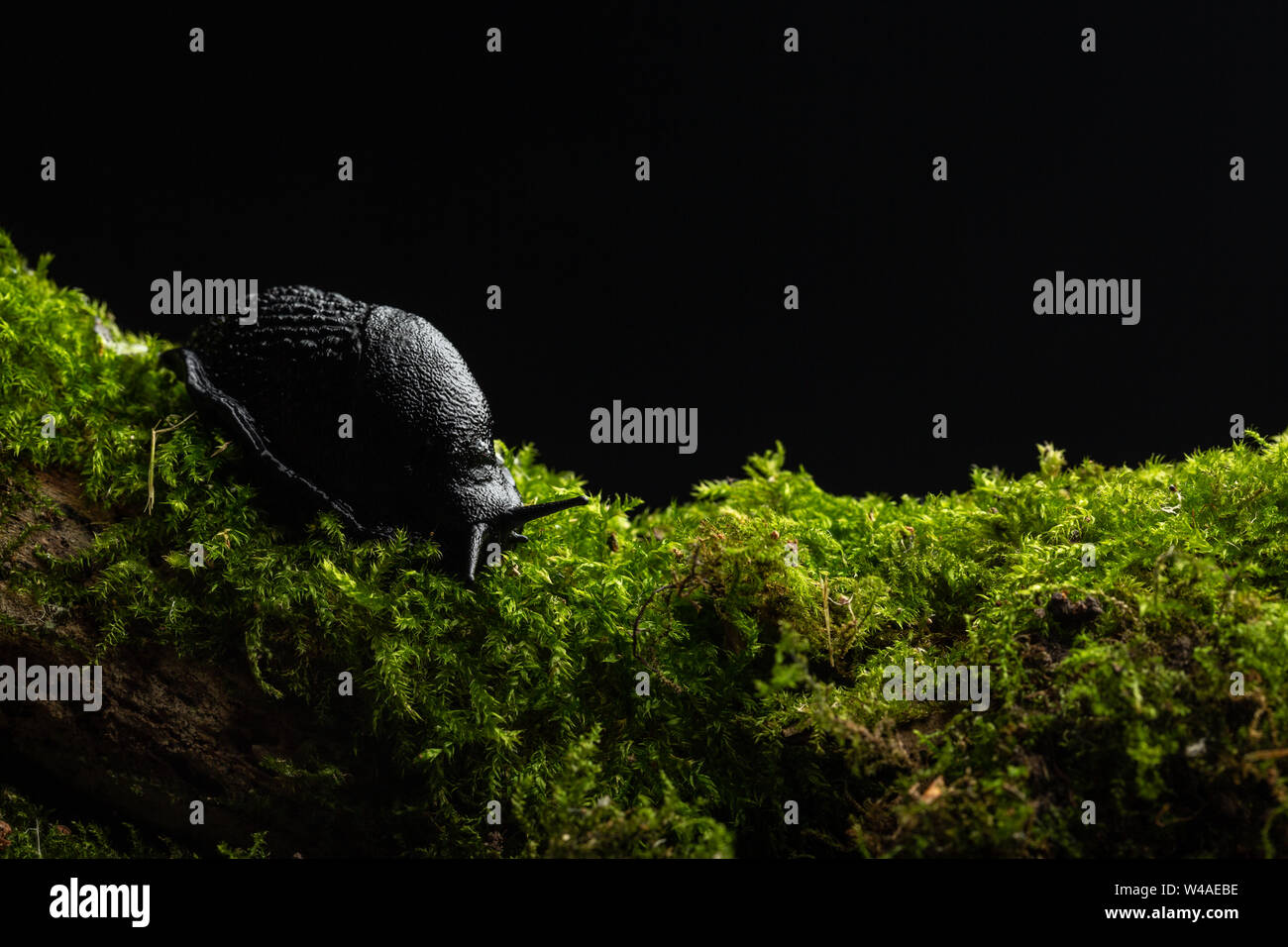 Large black slug (Arion ater) on a mossy branch at night, low key ...