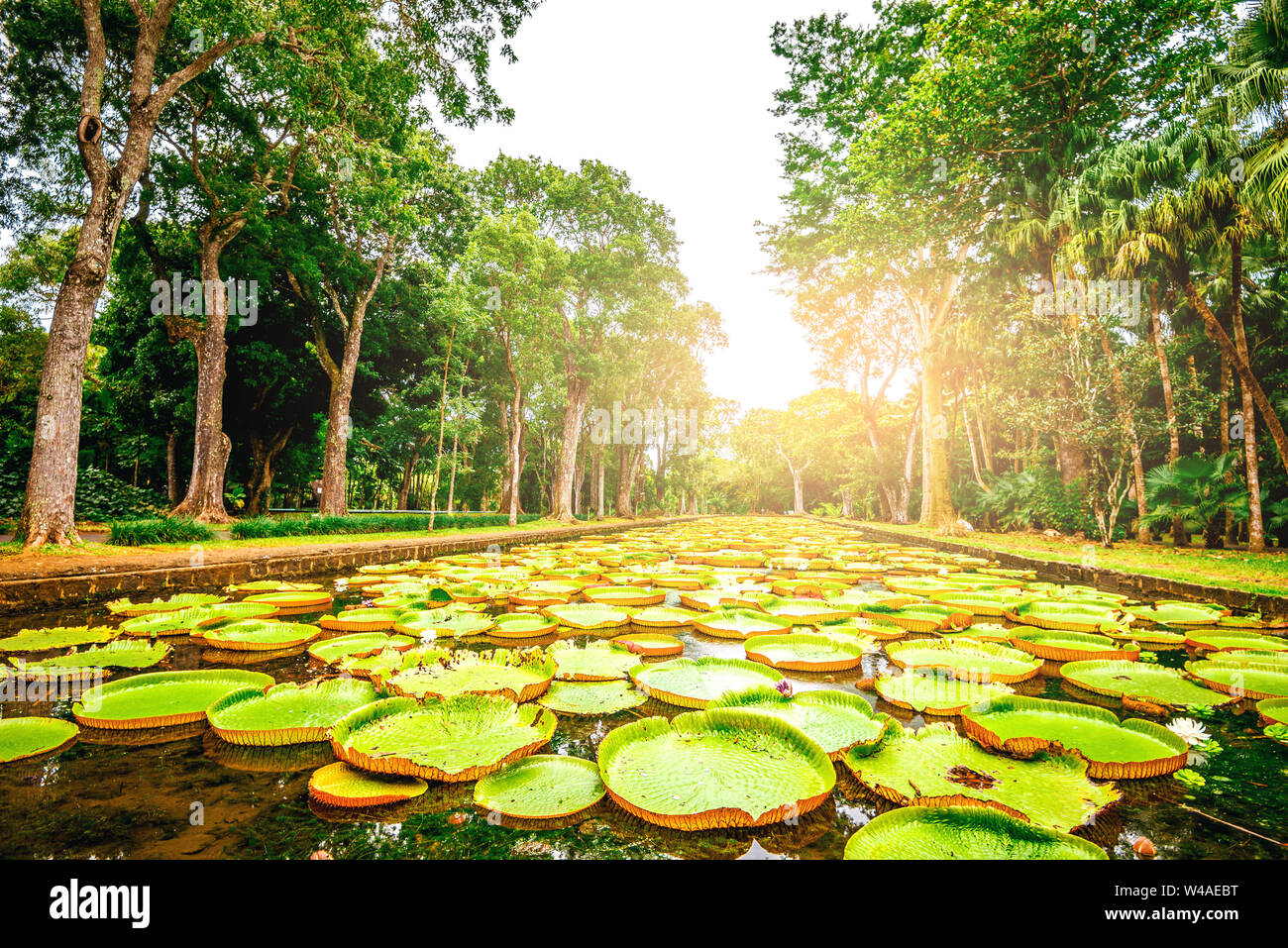 Sir seewoosagur ramgoolam botanical garden hi-res stock photography and ...