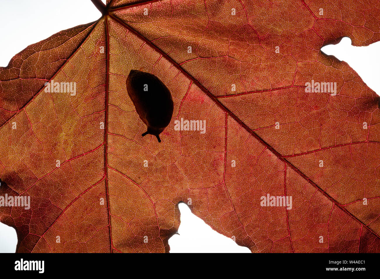 Bug in sun hi-res stock photography and images - Alamy
