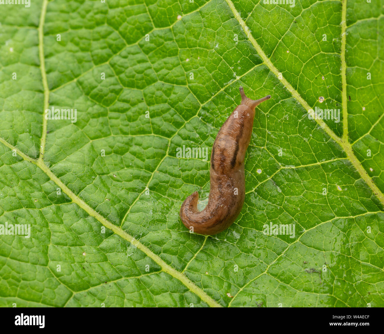 Iberian three band slug hi-res stock photography and images - Alamy
