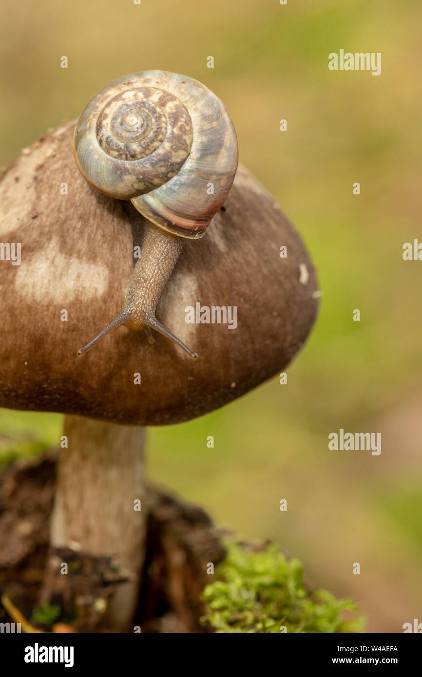 Kentish garden snail (Monacha cantiana) on a mushroom in thetford ...