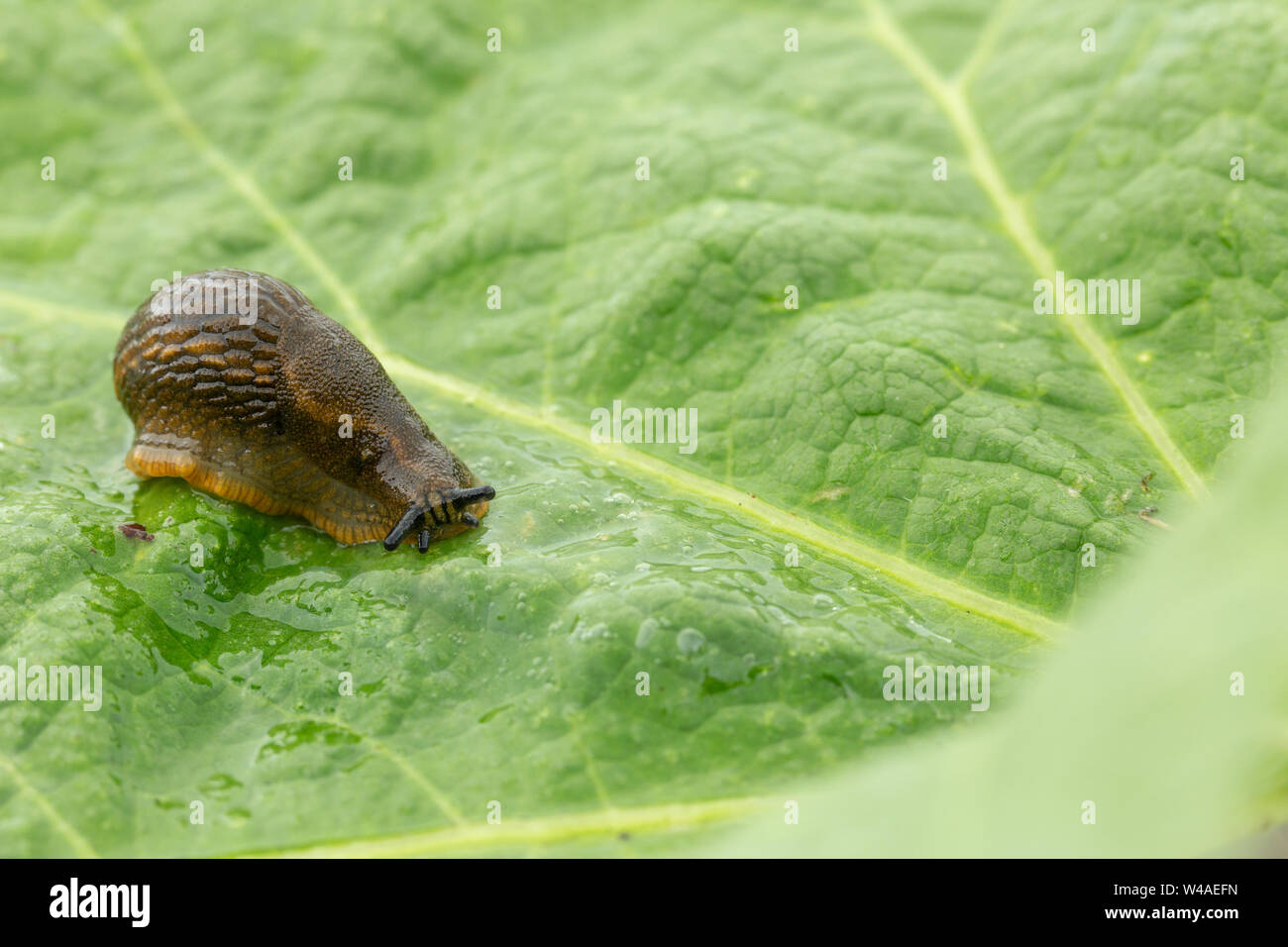 Dusky slug (Arion subfuscus) sat on a large textured green leaf with ...
