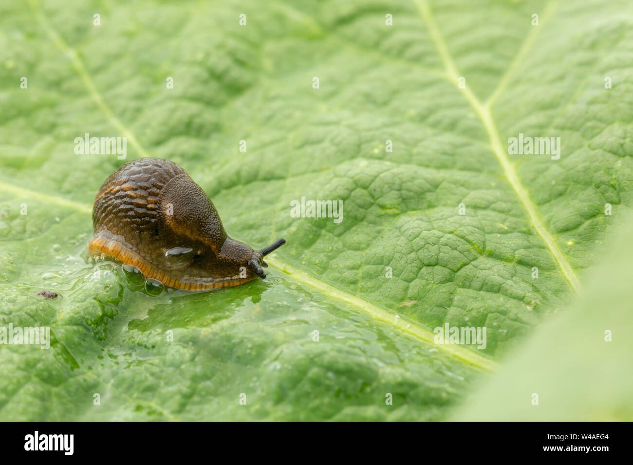 Breathing pore hi-res stock photography and images - Alamy