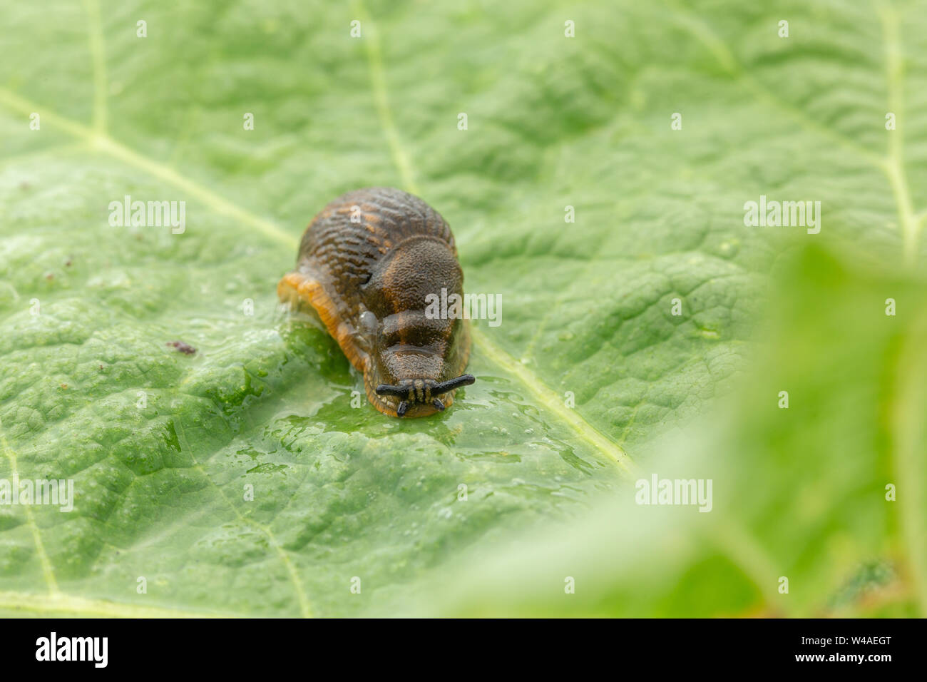 Dusky slug (Arion subfuscus) blowing slime bubbles from its breathing ...