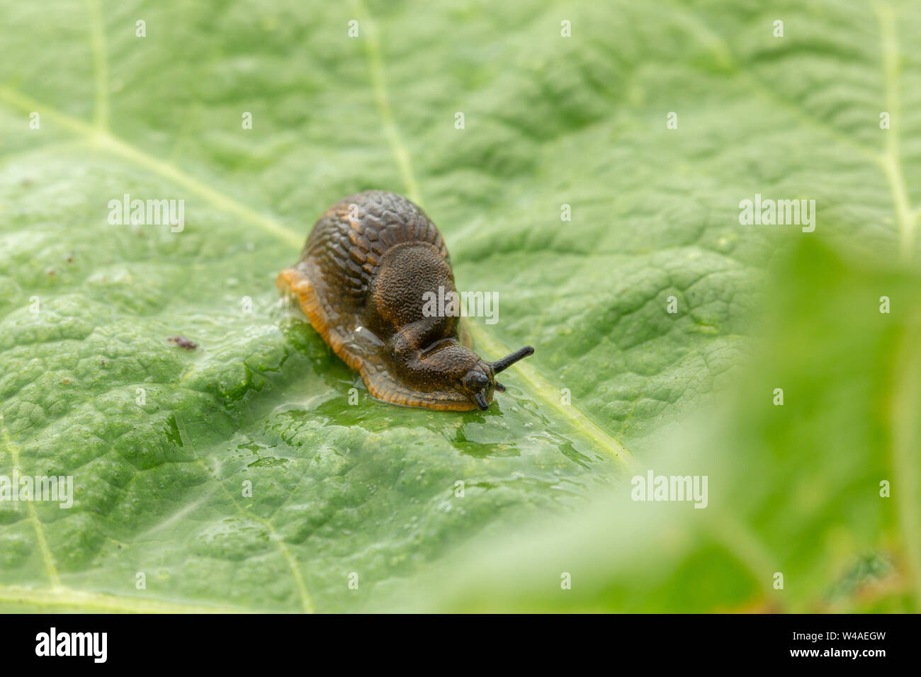 Dusky slug (Arion subfuscus) blowing slime bubbles from its breathing ...
