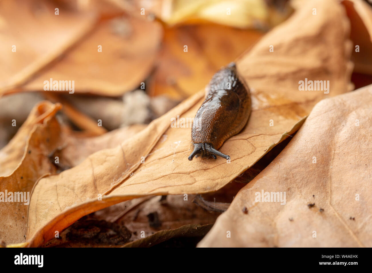 Arion subfuscus dusky slug hi-res stock photography and images - Alamy