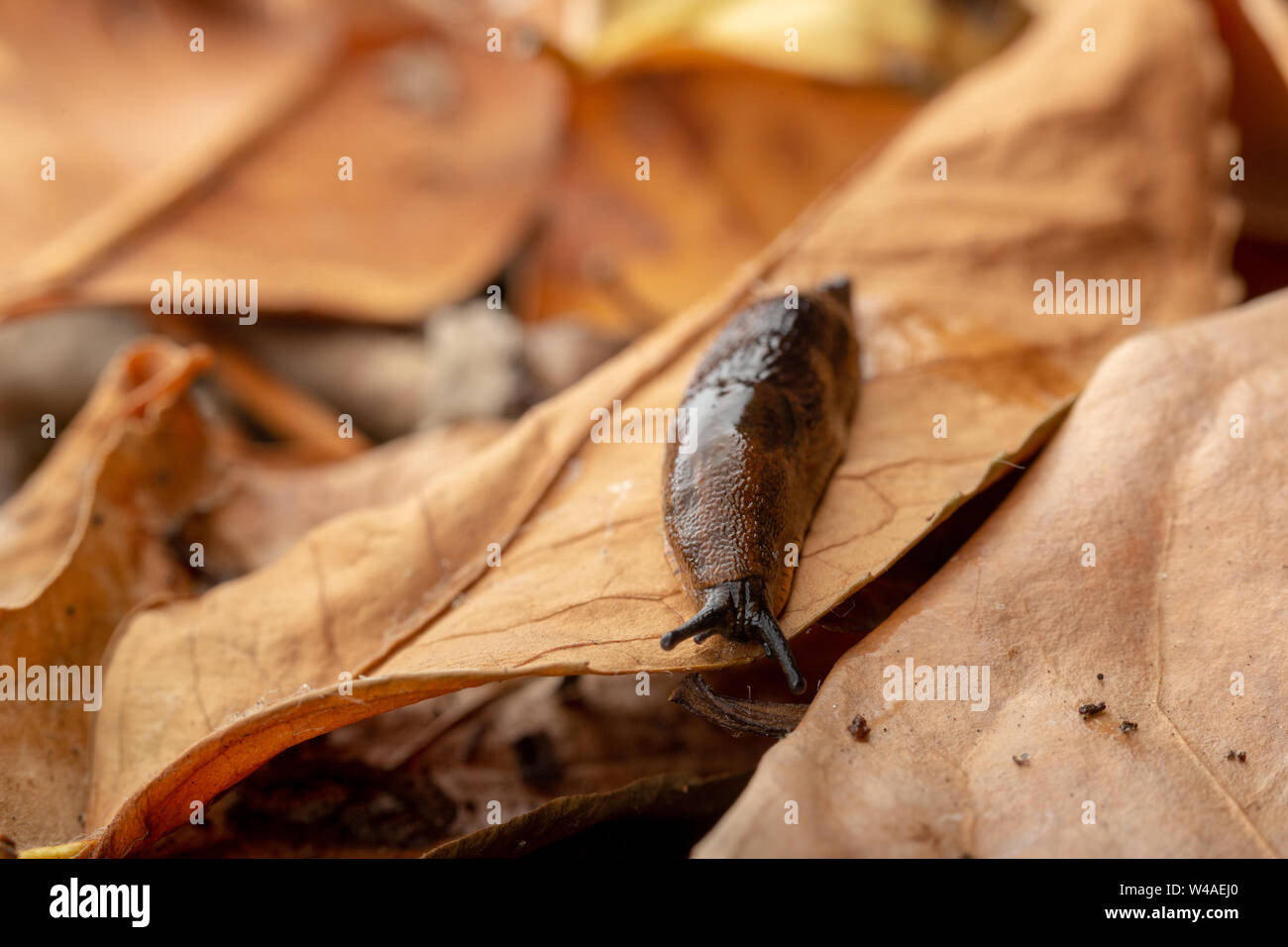 Dusky slug (Arion subfuscus) moving across leaf litter from right to ...