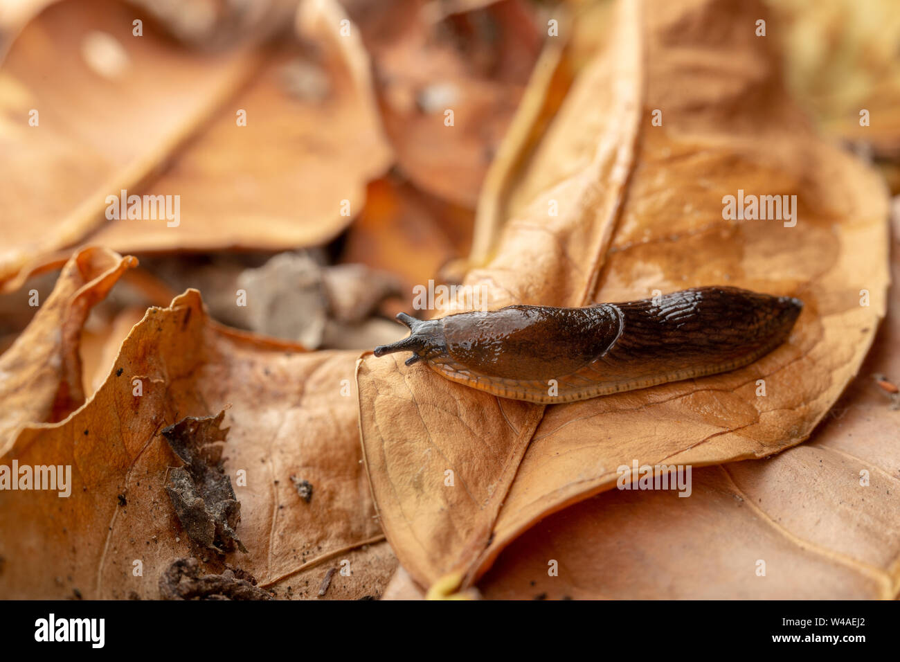 Arion subfuscus dusky slug hi-res stock photography and images - Alamy
