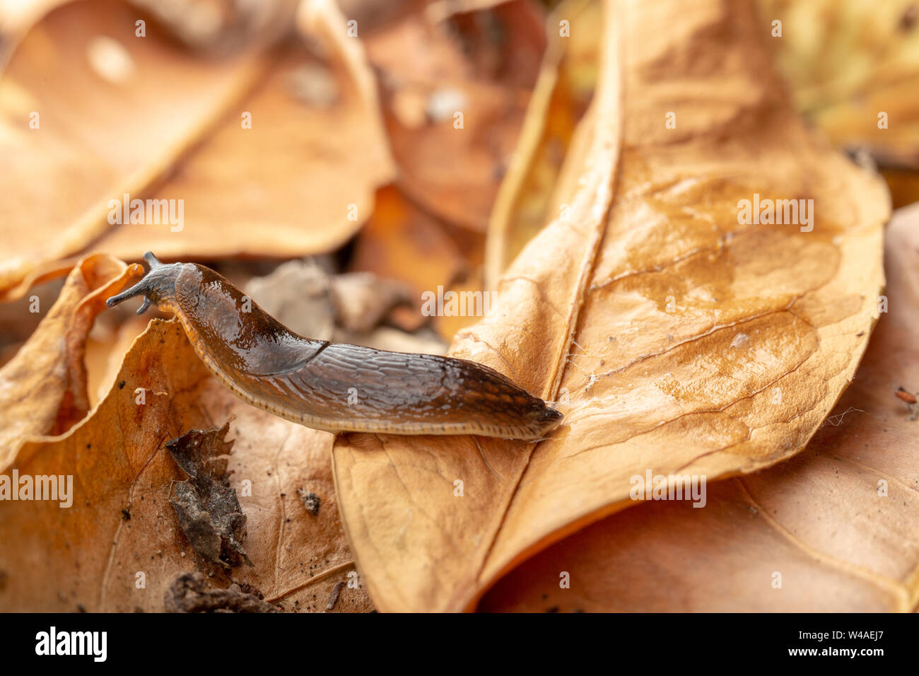 Arion subfuscus dusky slug hi-res stock photography and images - Alamy