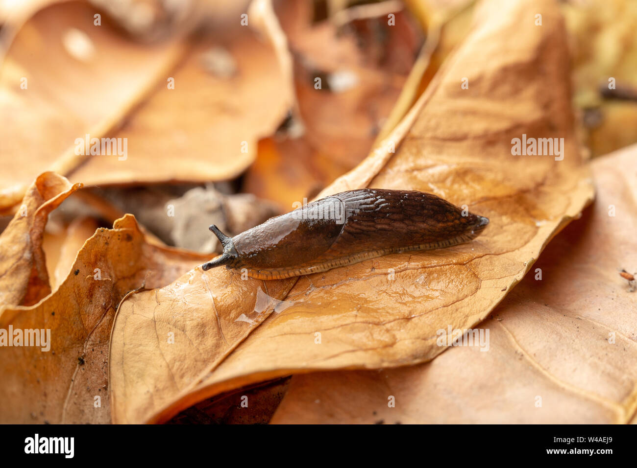 Dusky slug (Arion subfuscus) moving across leaf litter from right to ...