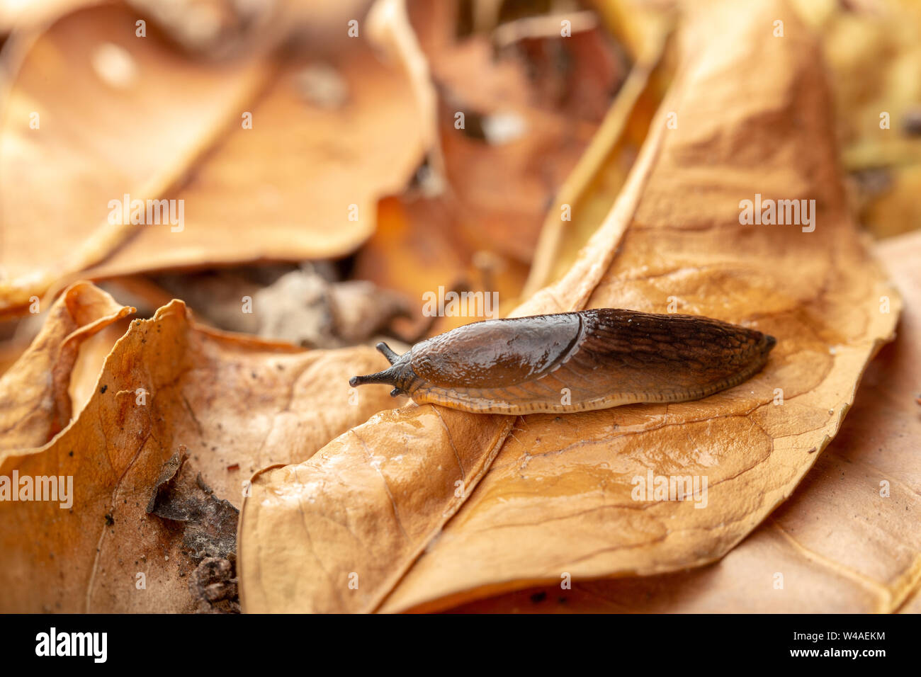 Dusky slug (Arion subfuscus) moving across leaf litter from right to ...
