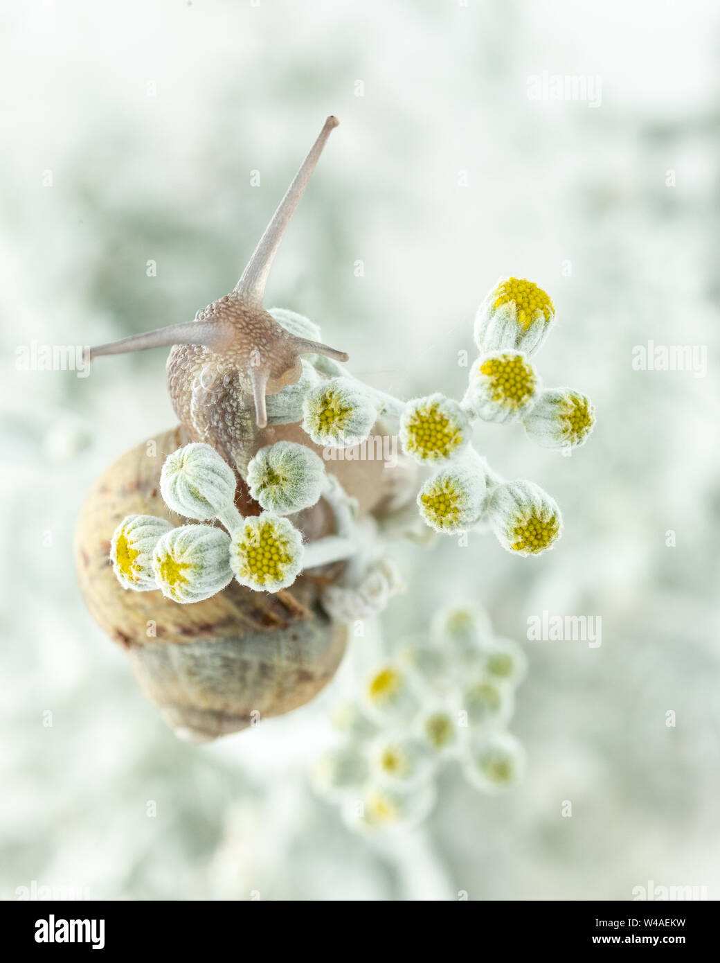 Roman snail (Helix pomatia) climbing a white plant with yellow flowers ...
