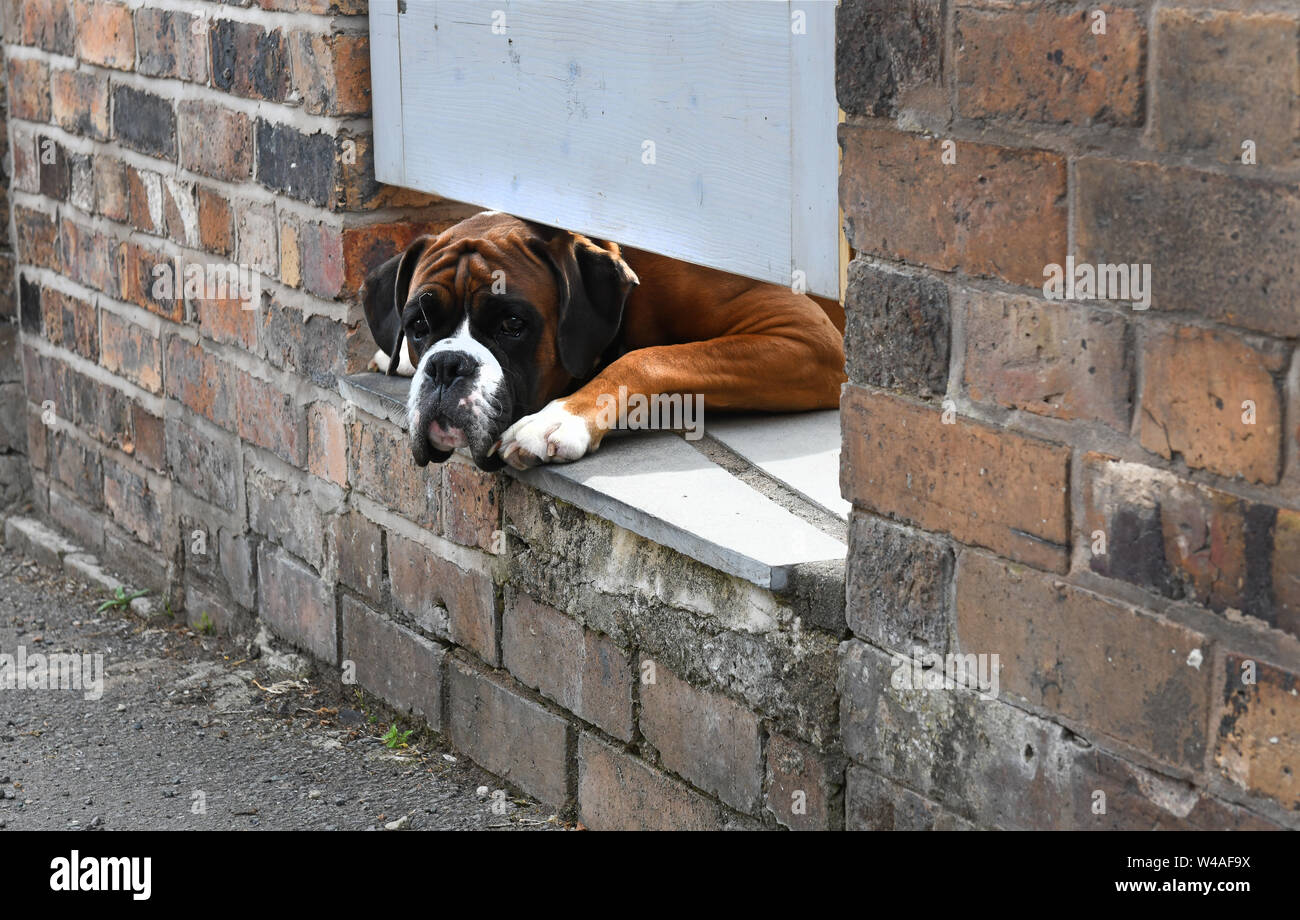 Boxer dog peering under garden gate Britain Uk Stock Photo - Alamy