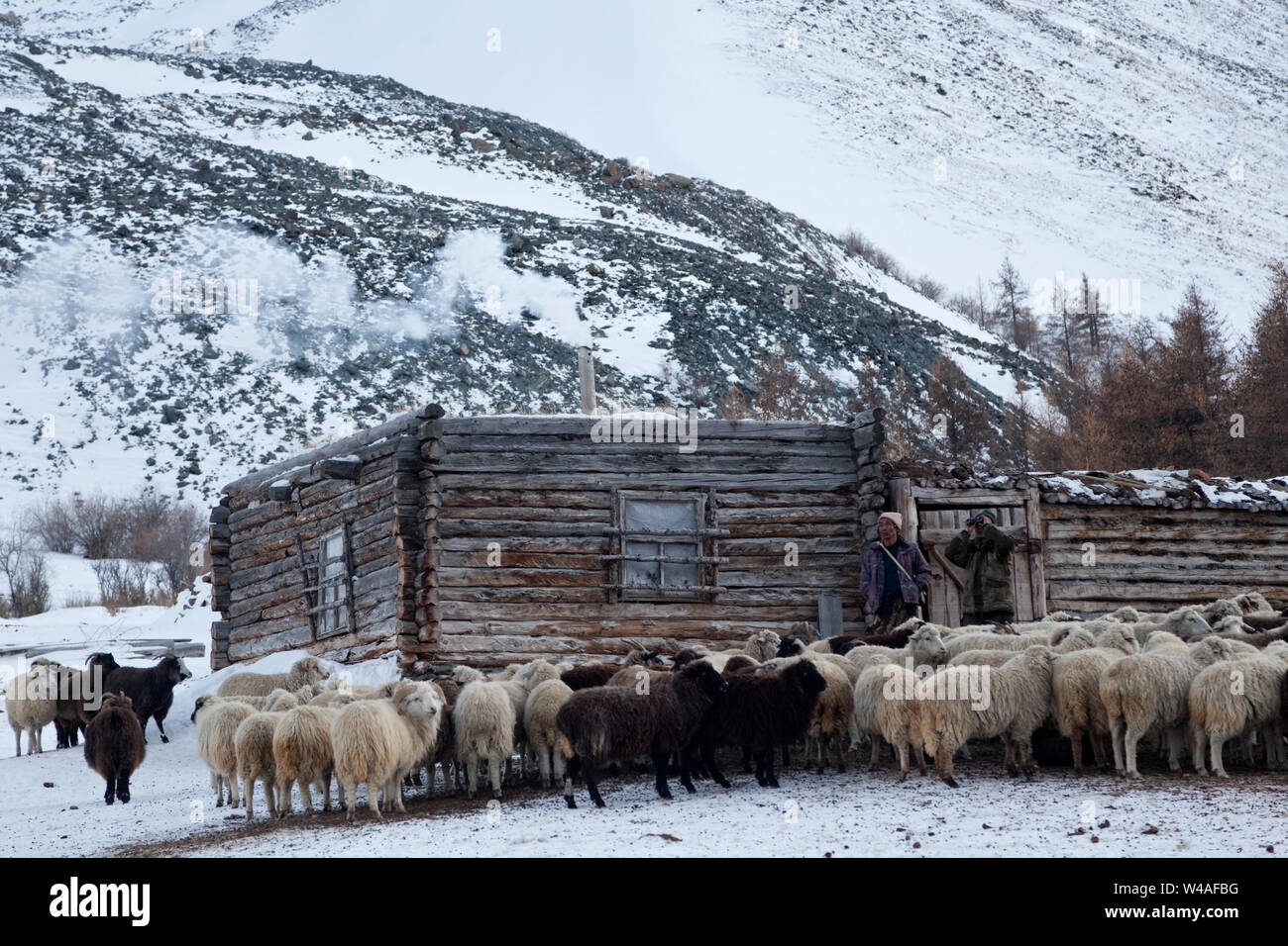 Shepherds and sheeps in Altay high mountains. Siberia. Russia Stock ...