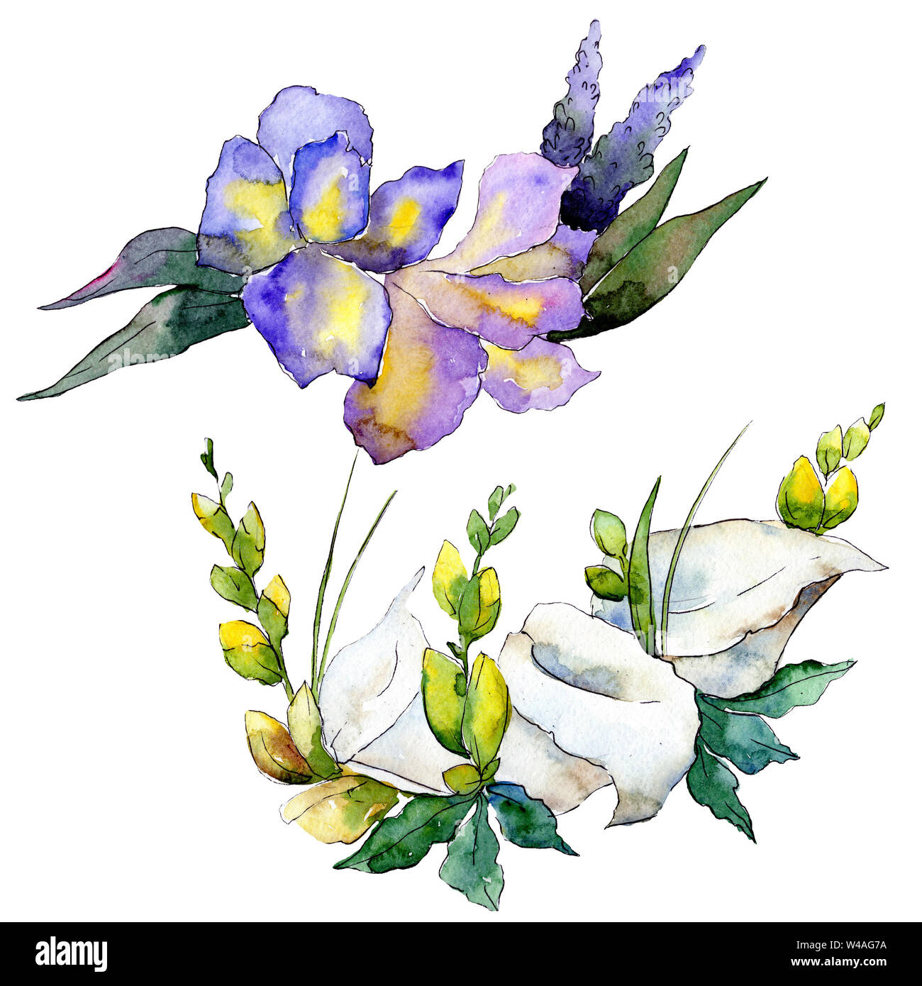 Bouquet floral botanical flowers. Watercolor background illustration ...