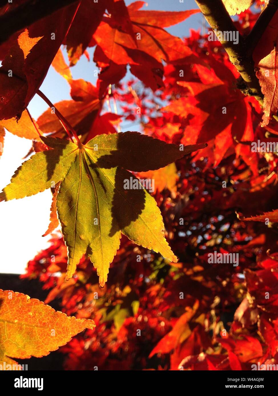 Autumn leaves hanging from a branch in a range of autumn colours Stock ...
