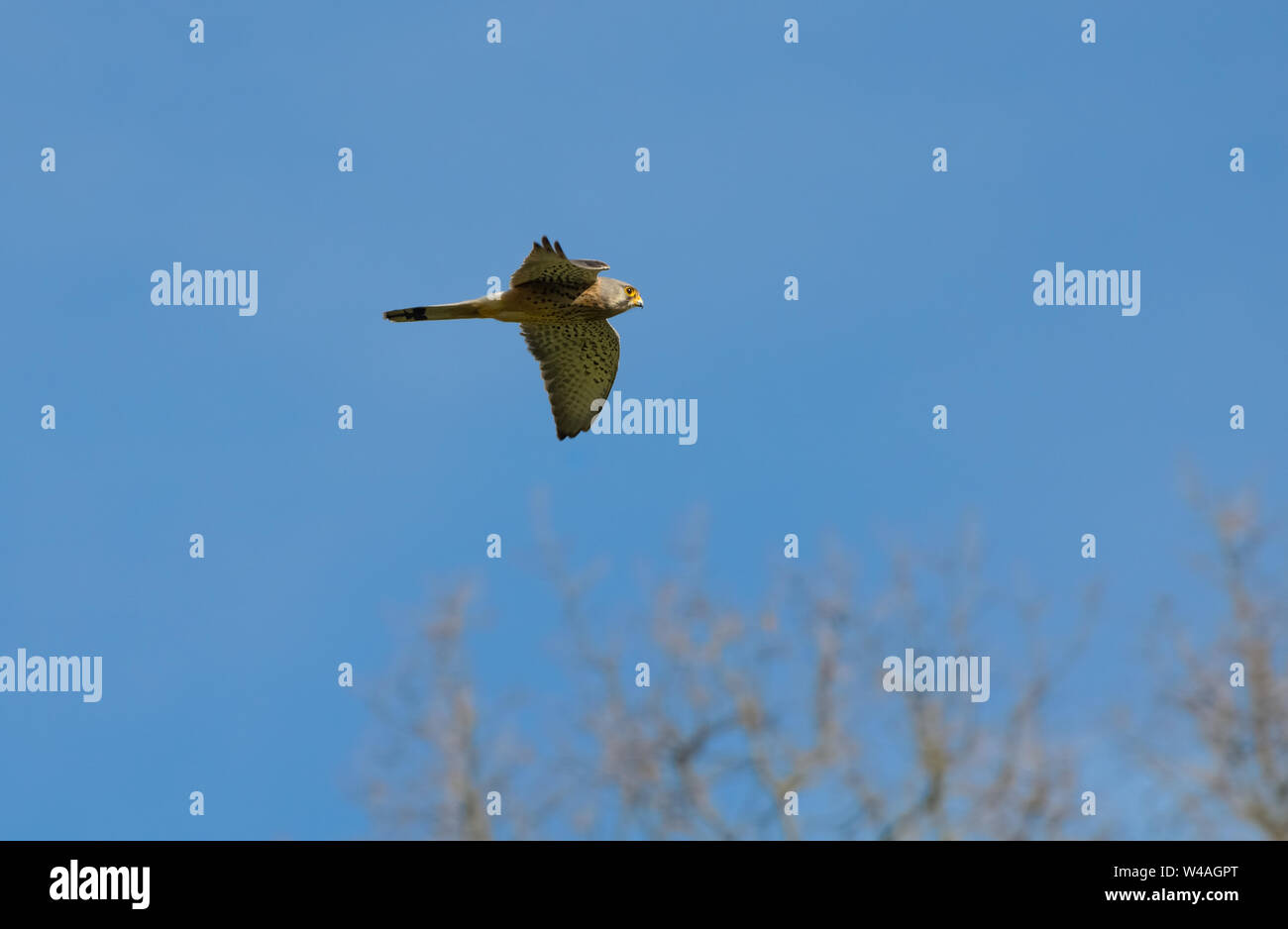 Common Kestrel Flying High Resolution Stock Photography and Images - Alamy