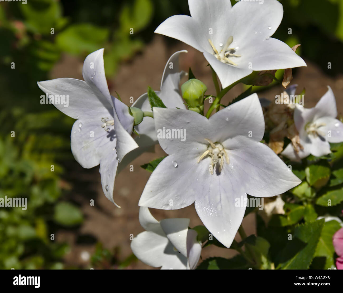 Platycodon grandiflorus hi-res stock photography and images - Alamy