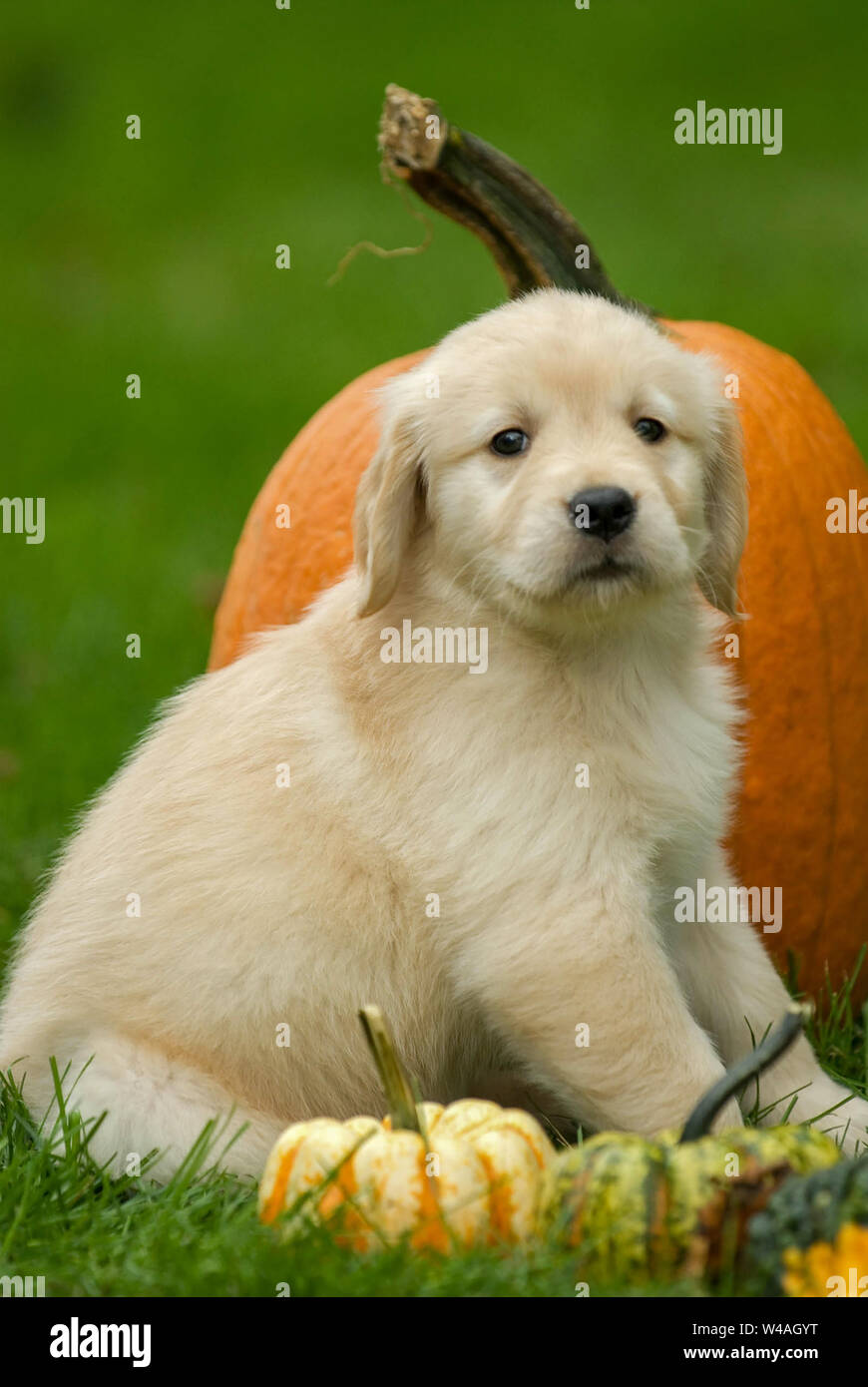 Gold color dog hi-res stock photography and images - Alamy