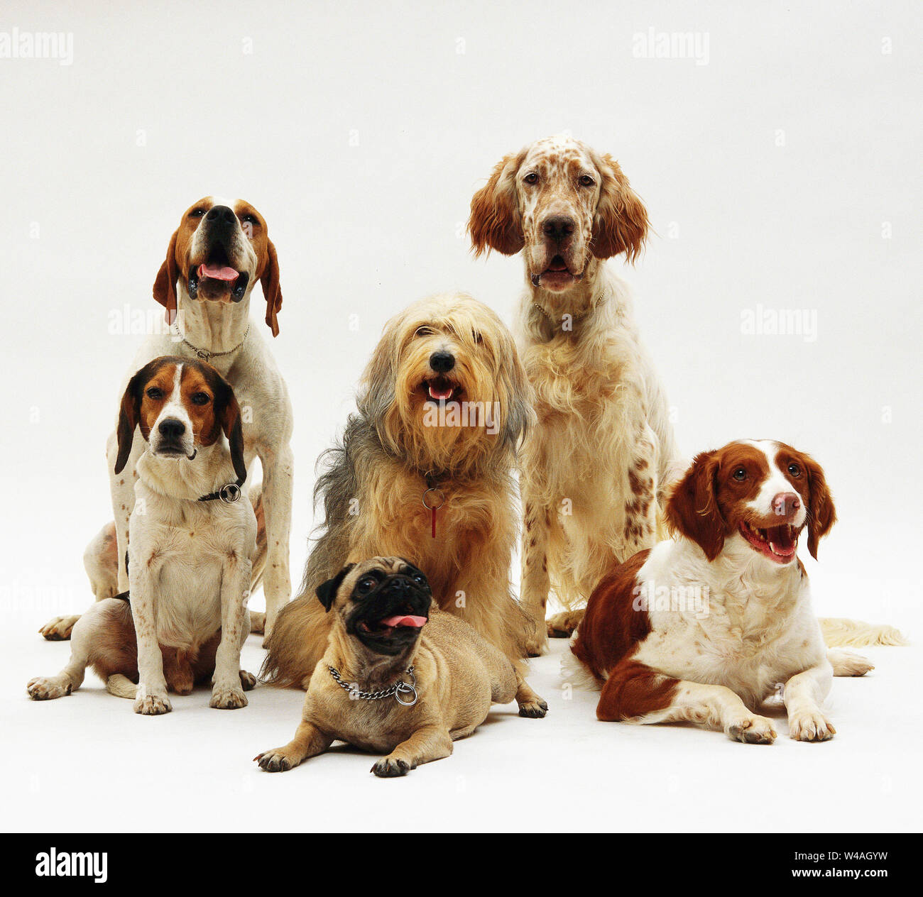 Group of dogs on a white background looking at camera Stock Photo - Alamy