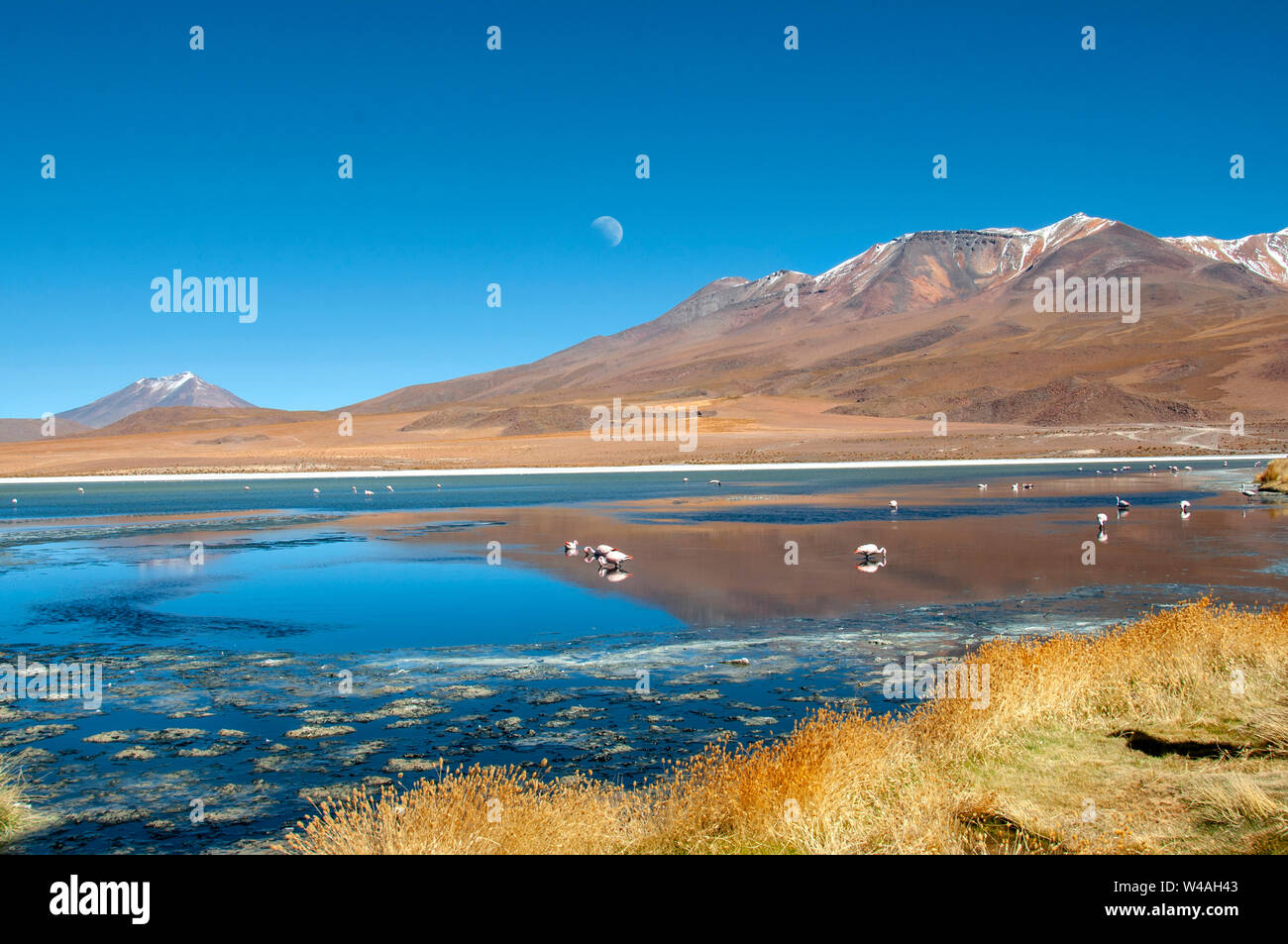 bolivian lagunas in the andes mountains region over 4000 meters above ...